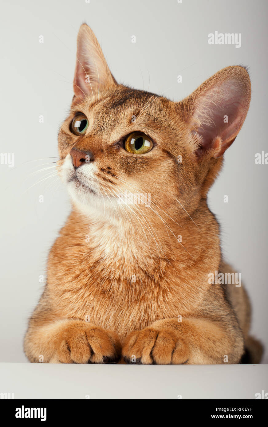 An abyssinian ruddy cat on a white background Stock Photo - Alamy