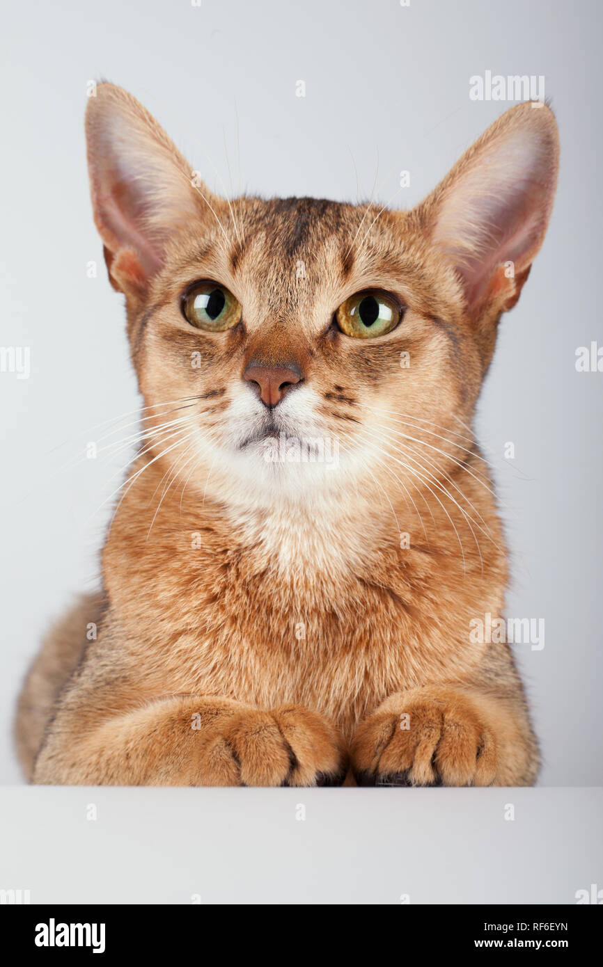 An abyssinian ruddy cat on a white background Stock Photo - Alamy