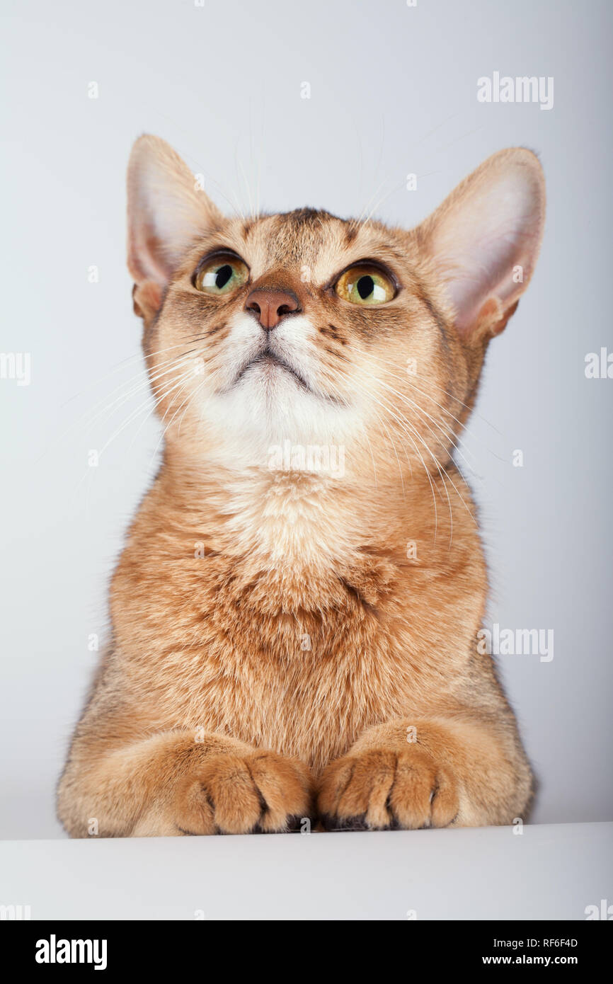 An abyssinian ruddy cat on a white background Stock Photo - Alamy
