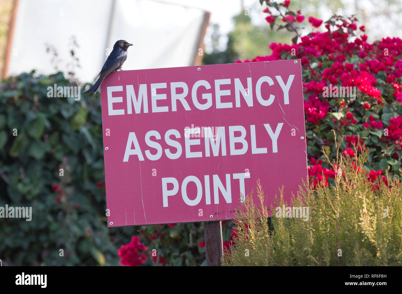 Red emergency assembly point sign with a bird on it Stock Photo - Alamy