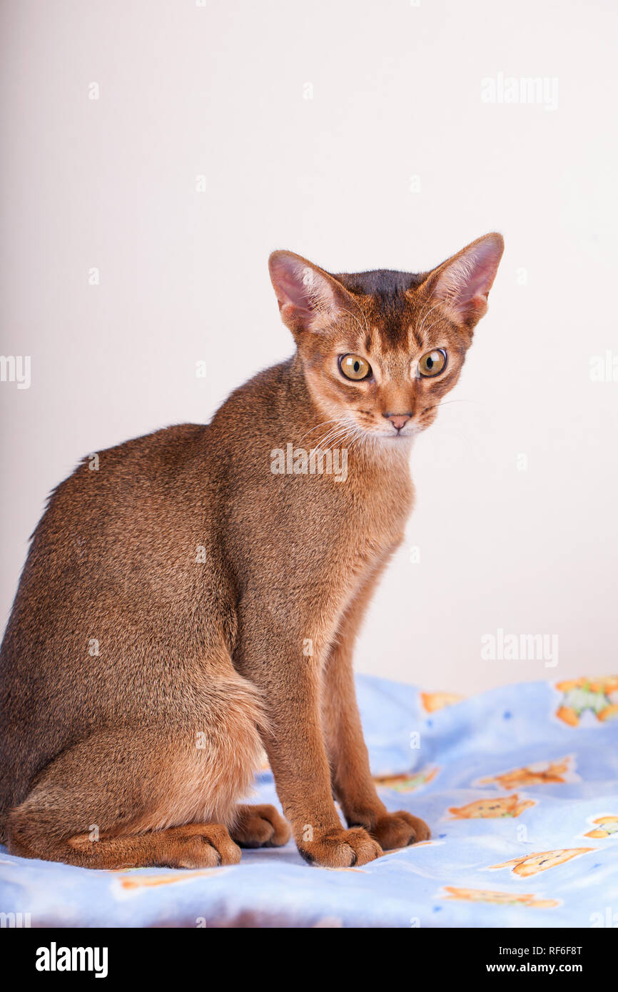 An abyssinian ruddy cat on a white background Stock Photo - Alamy