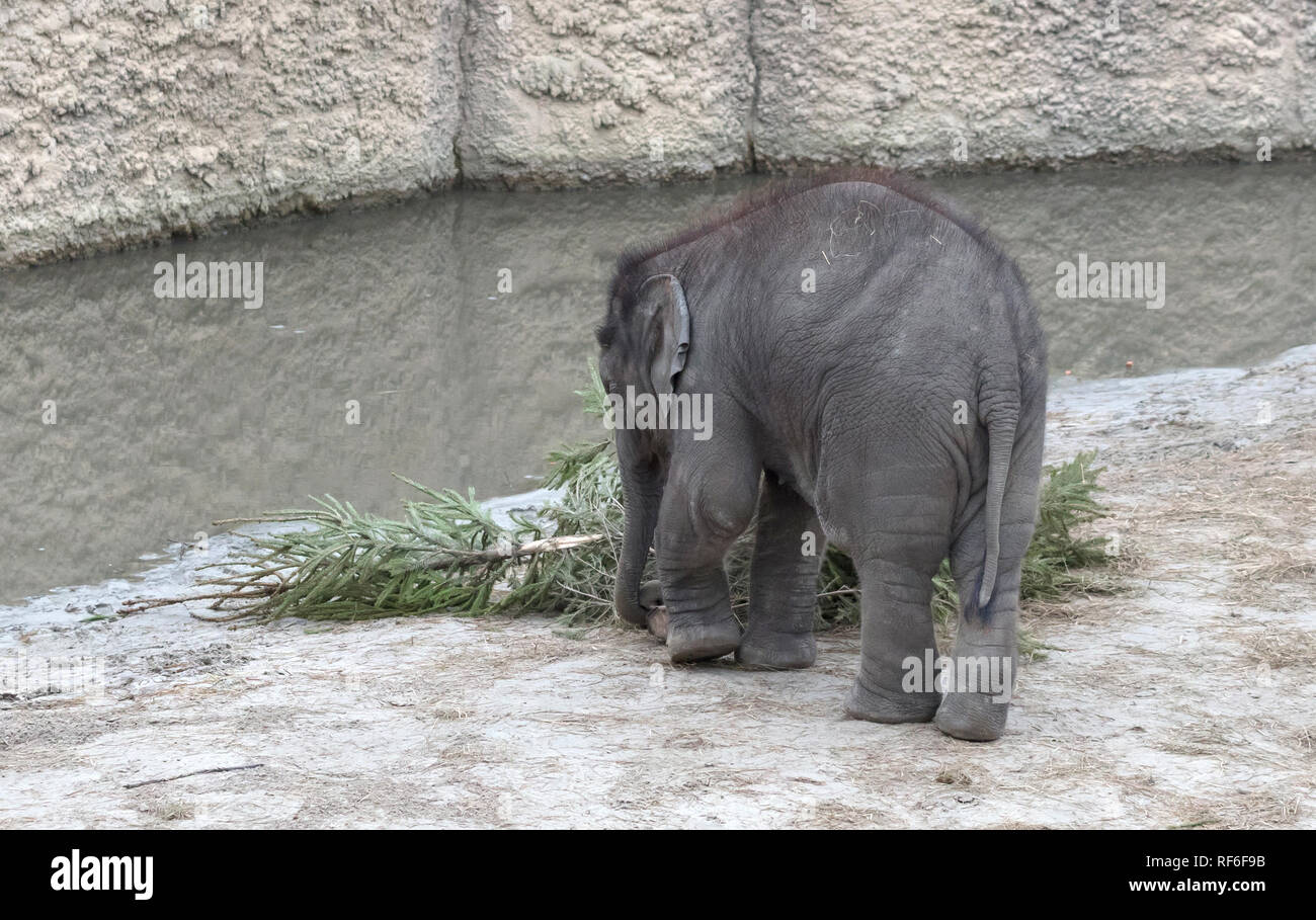 Elephant christmas tree hi-res stock photography and images - Alamy