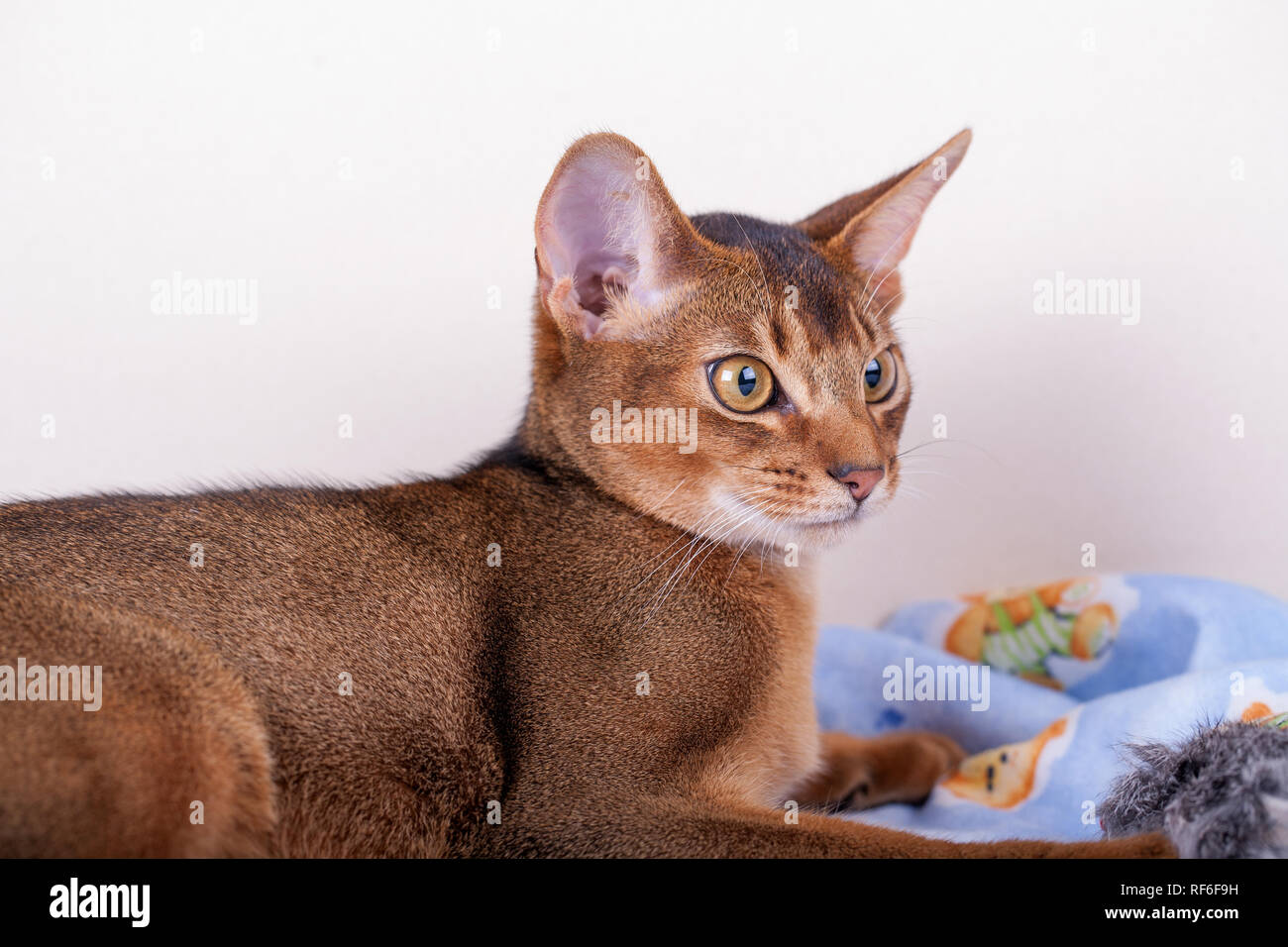 An abyssinian ruddy cat on a white background Stock Photo - Alamy