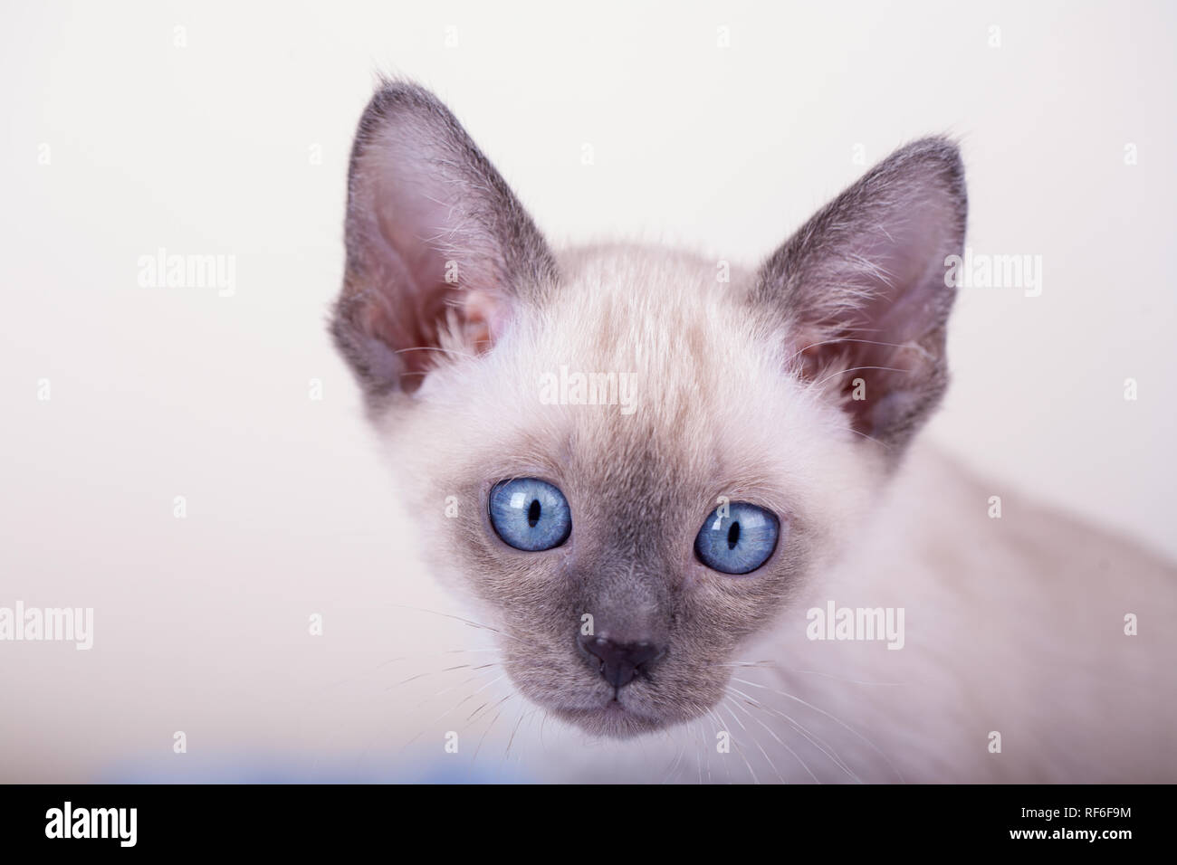 An siamese cat on a white background, kitty Stock Photo - Alamy