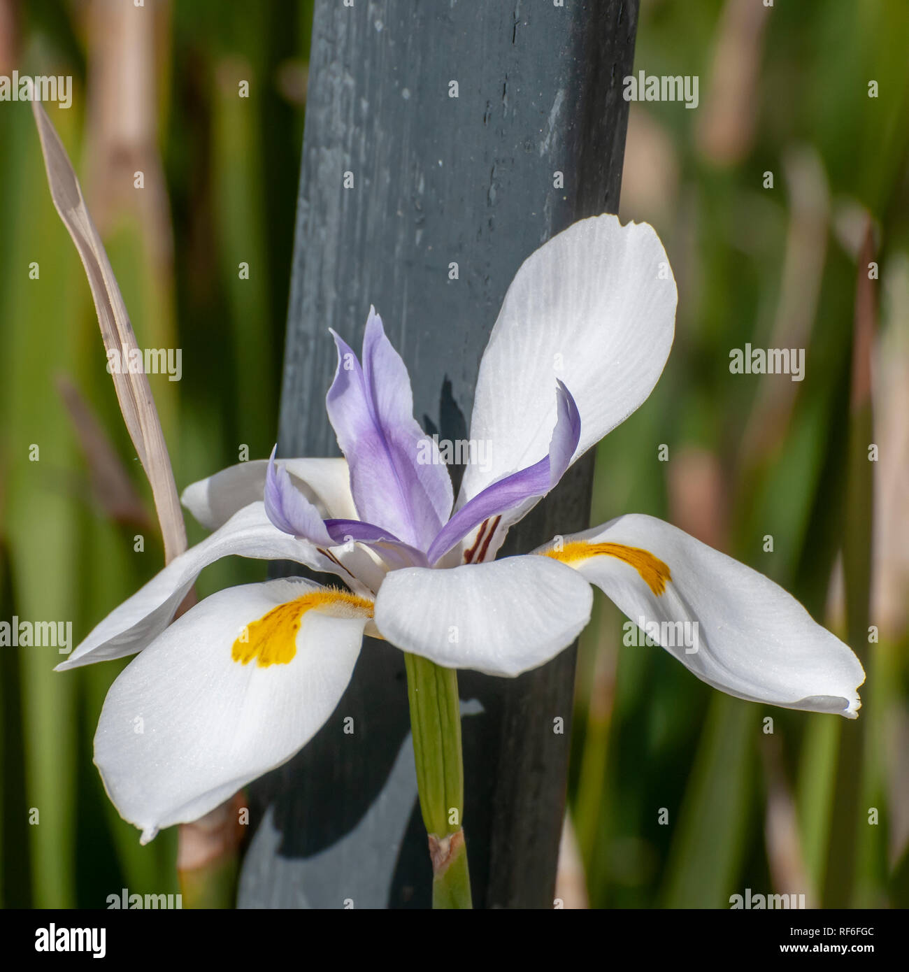 Dietes grandiflora (common names are large wild iris, fairy iris ...