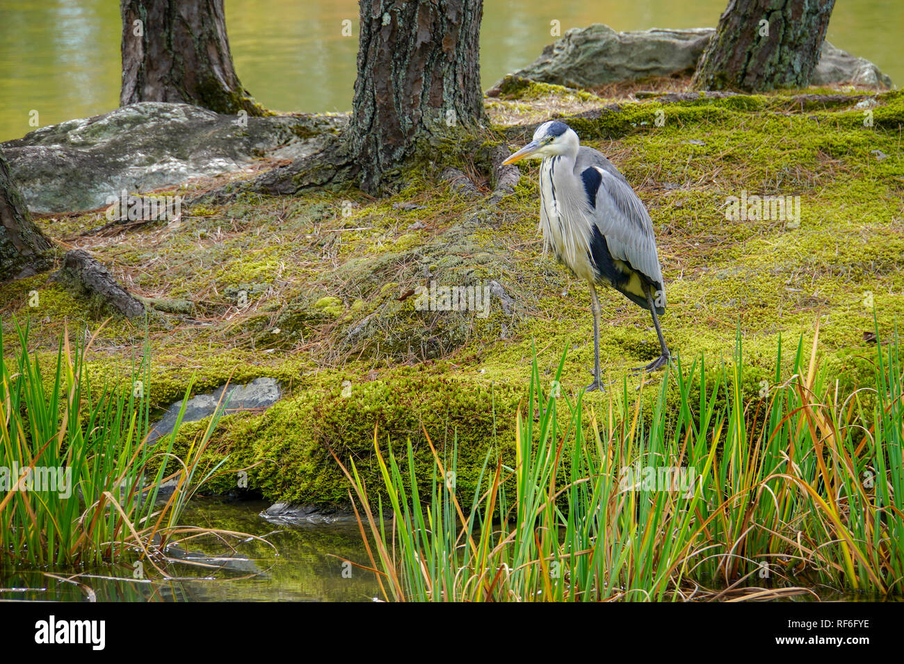 Japan, Kyoto, A crane bird in the garden of the Zen Buddhist temple ...