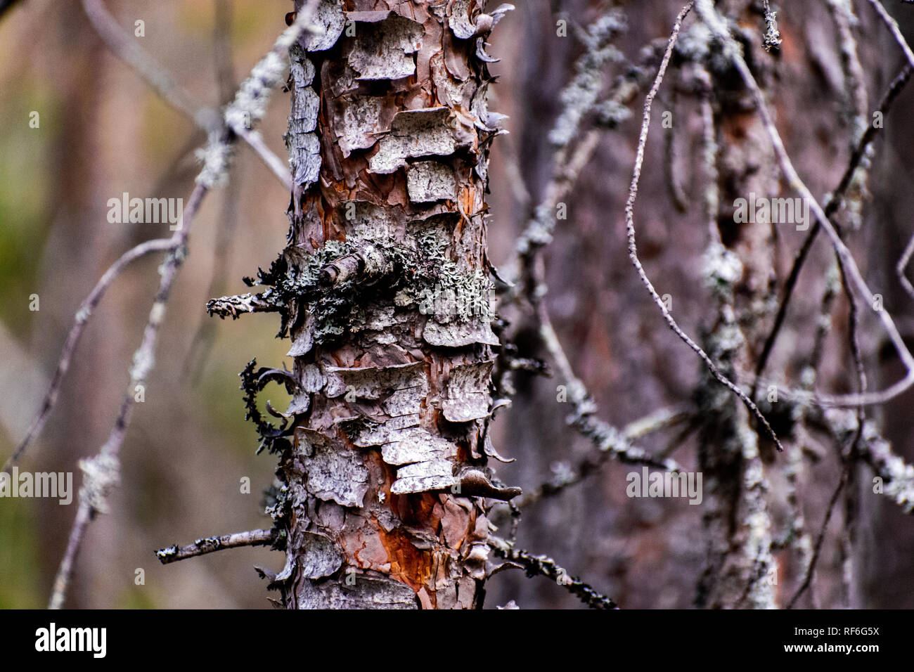 Dust storm tree hi-res stock photography and images - Alamy