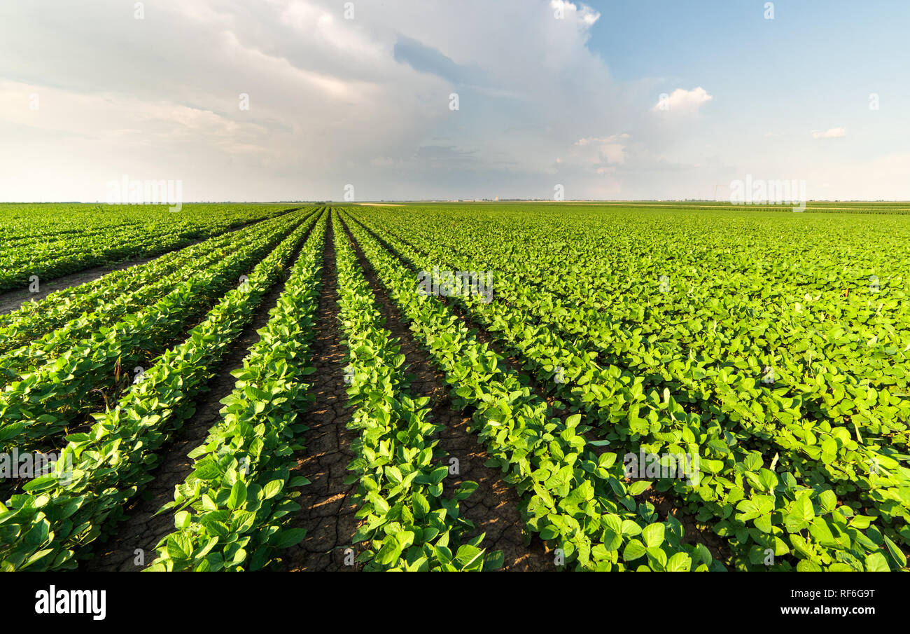 Soybean Field Rows in summer Stock Photo - Alamy