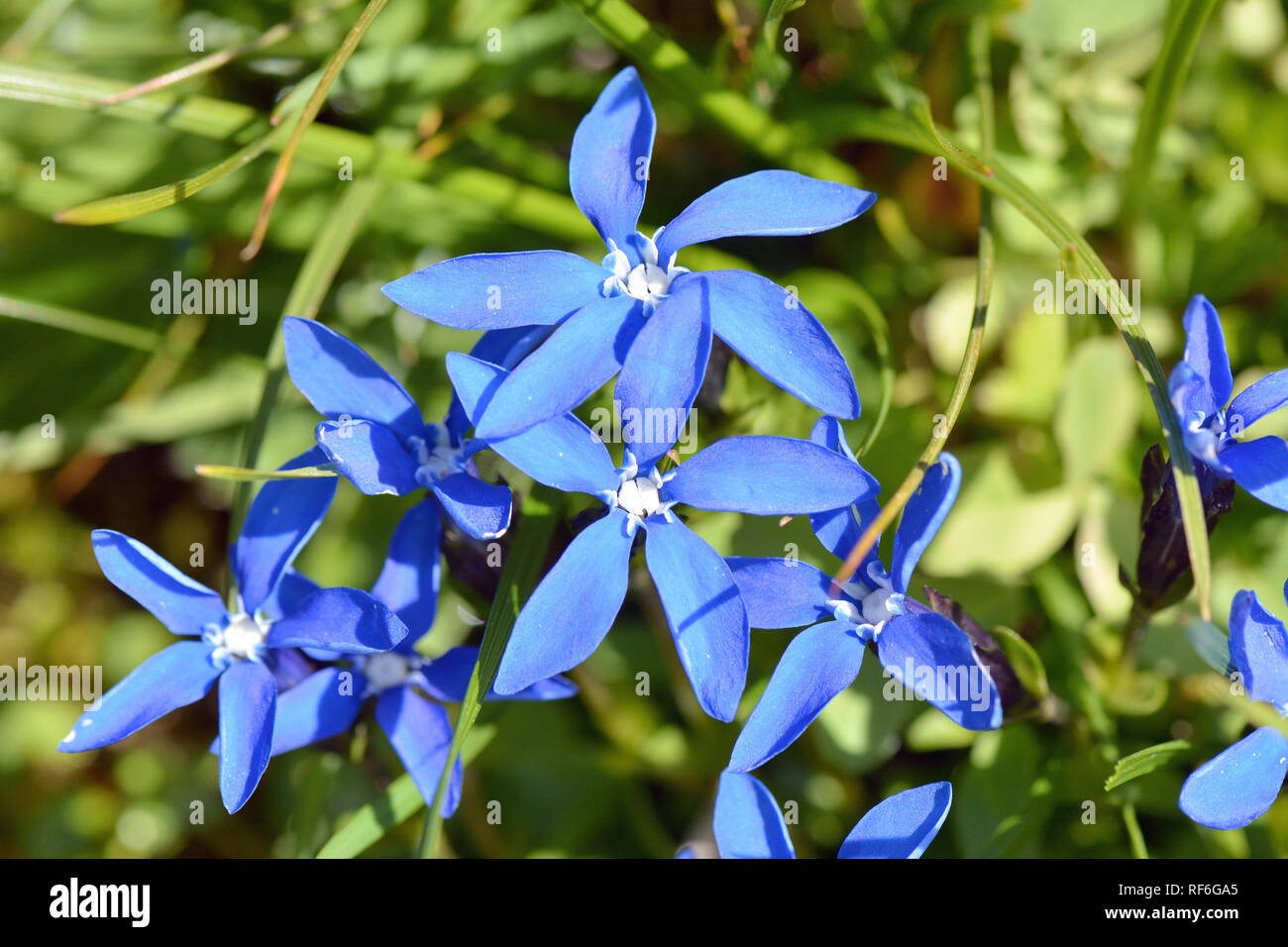 Enzian Flower High Resolution Stock Photography and Images - Alamy