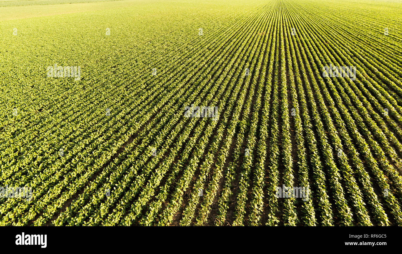 Soybean Field Rows in summer Stock Photo - Alamy