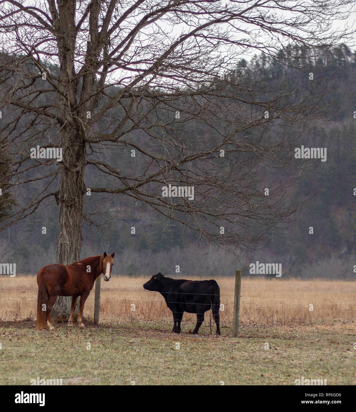 Quiet farm life hi-res stock photography and images - Alamy