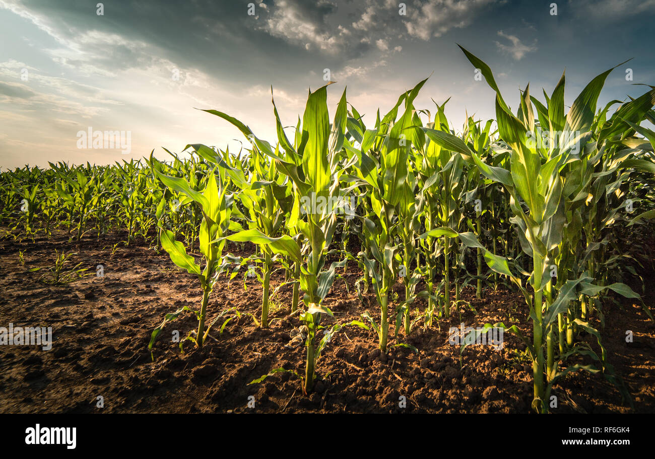Plant of young green corn at field at stormy day Stock Photo - Alamy