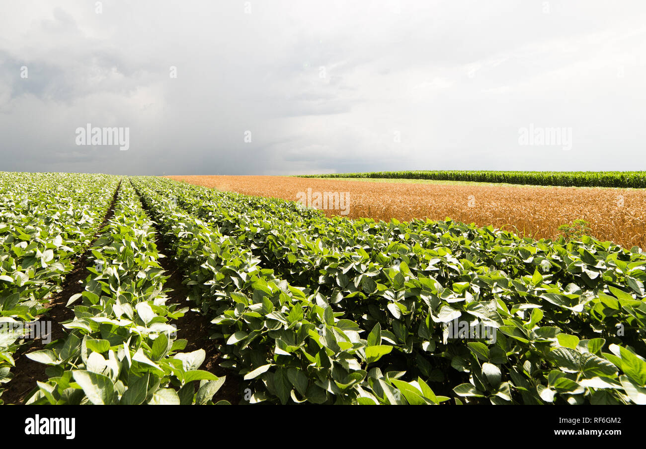 Soybean Field Rows in summer Stock Photo - Alamy