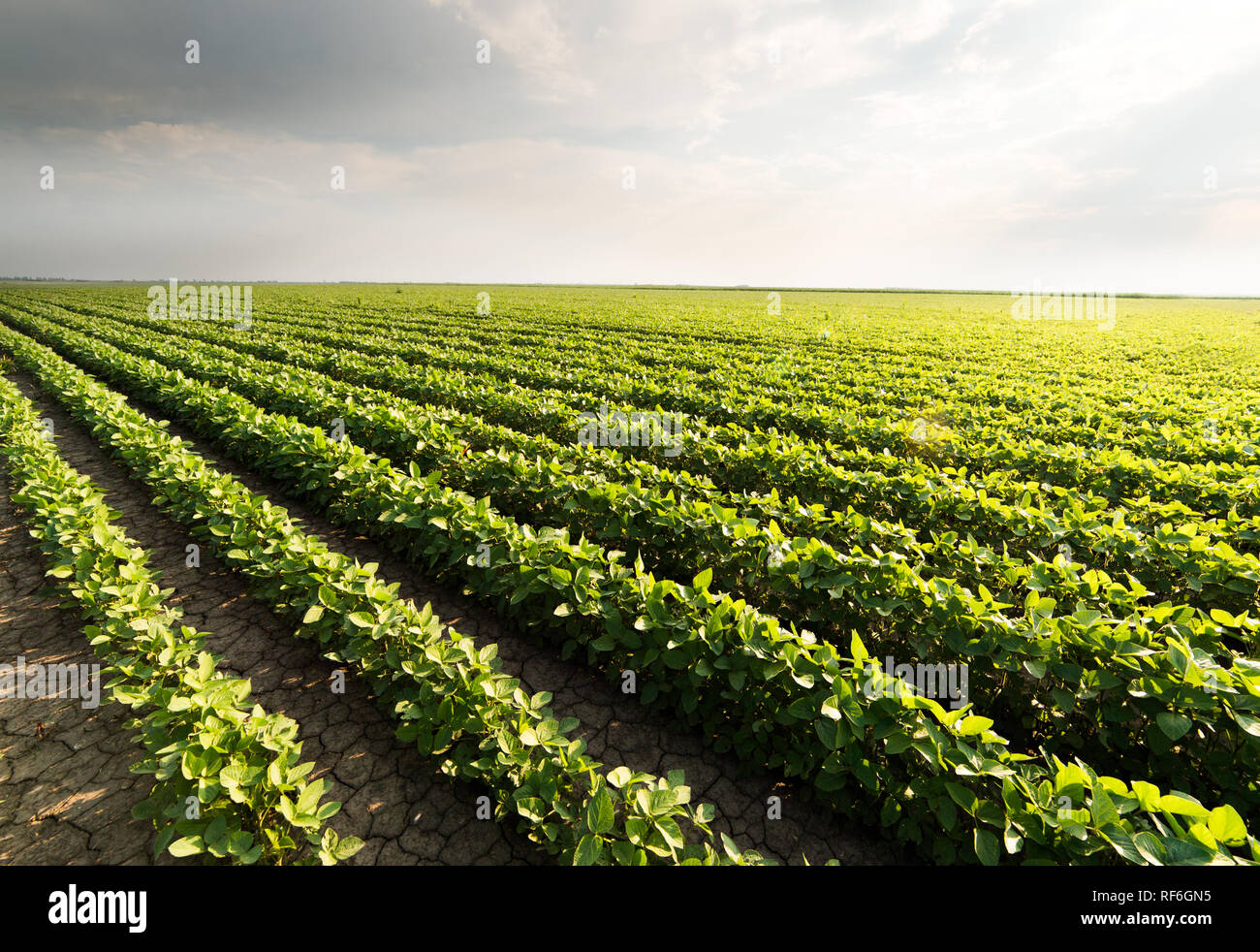 Soybean Field Rows in summer Stock Photo - Alamy