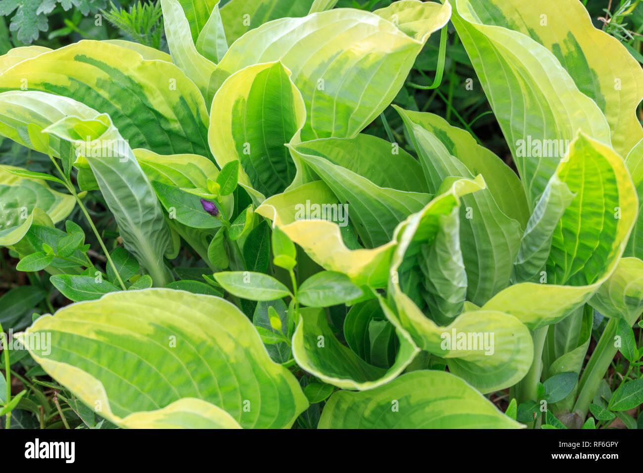 Violet flowers of blooming hosta Hosta undulata Stock Photo - Alamy