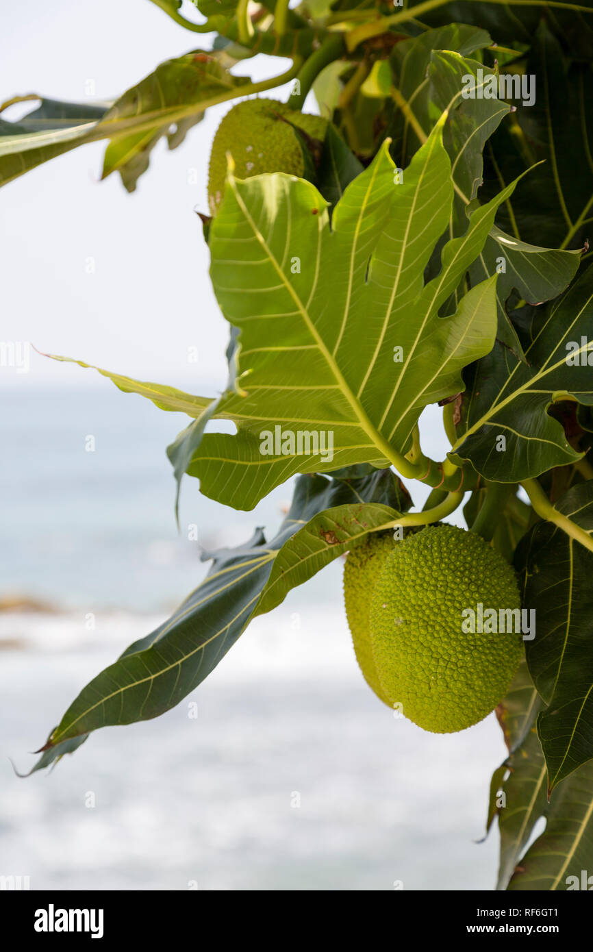 On a breadfruit tree hi-res stock photography and images - Alamy