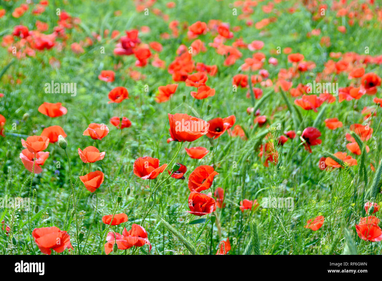 common poppy, corn poppy, corn rose, field poppy, Flanders poppy or red ...