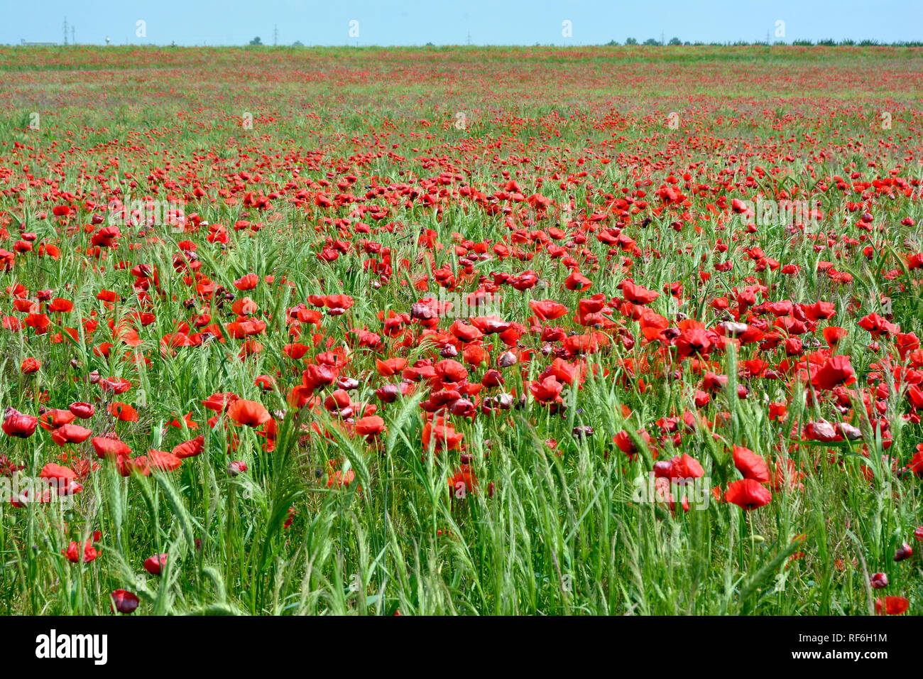 common poppy, corn poppy, corn rose, field poppy, Flanders poppy or red ...