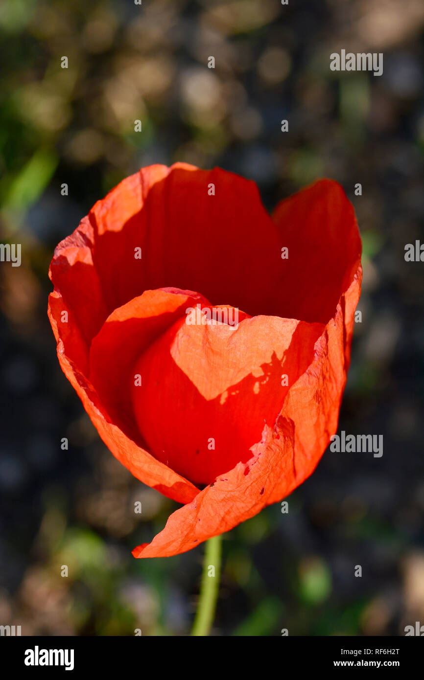 common poppy, corn poppy, corn rose, field poppy, Flanders poppy or red ...
