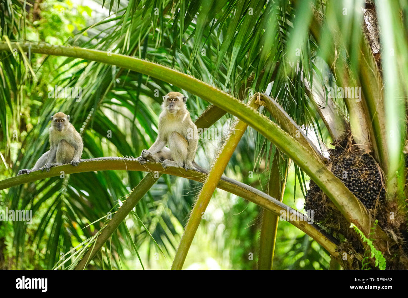 Wild monkeys on a palm oil tree Stock Photo - Alamy
