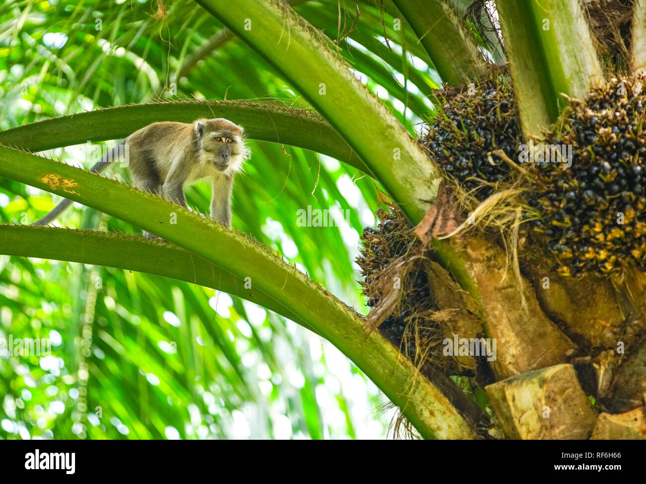 Monkey palm hi-res stock photography and images - Alamy