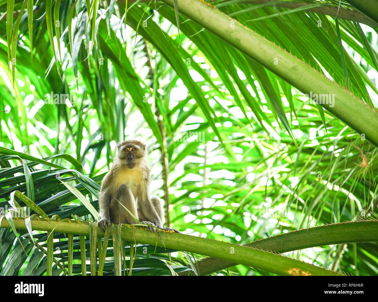 Palm oil tree hi-res stock photography and images - Alamy