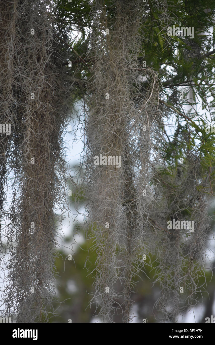 Spanish moss draped over the branches of trees in Southern Louisiana ...