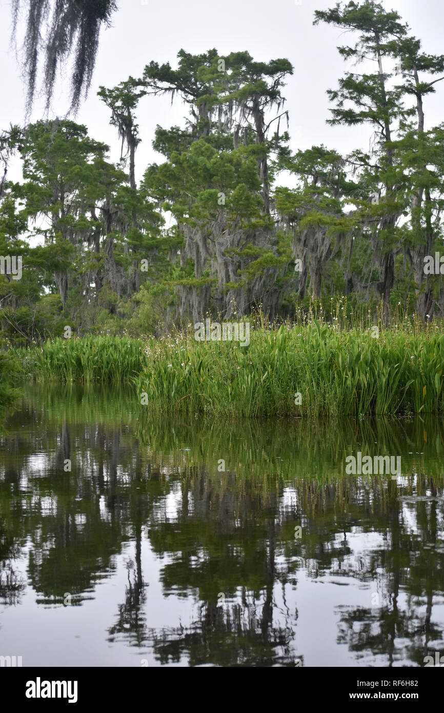 Stunning bayou with gorgoeus fauna, marsh grass and trees Stock Photo ...