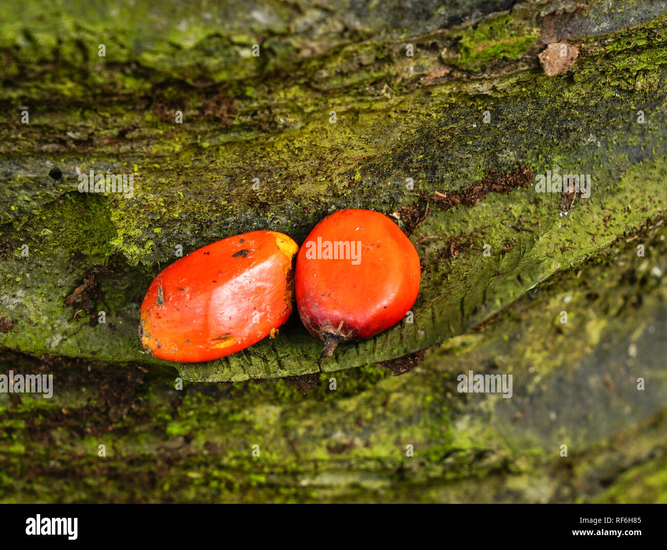 Fresh and ripe oil palm fruits Stock Photo - Alamy