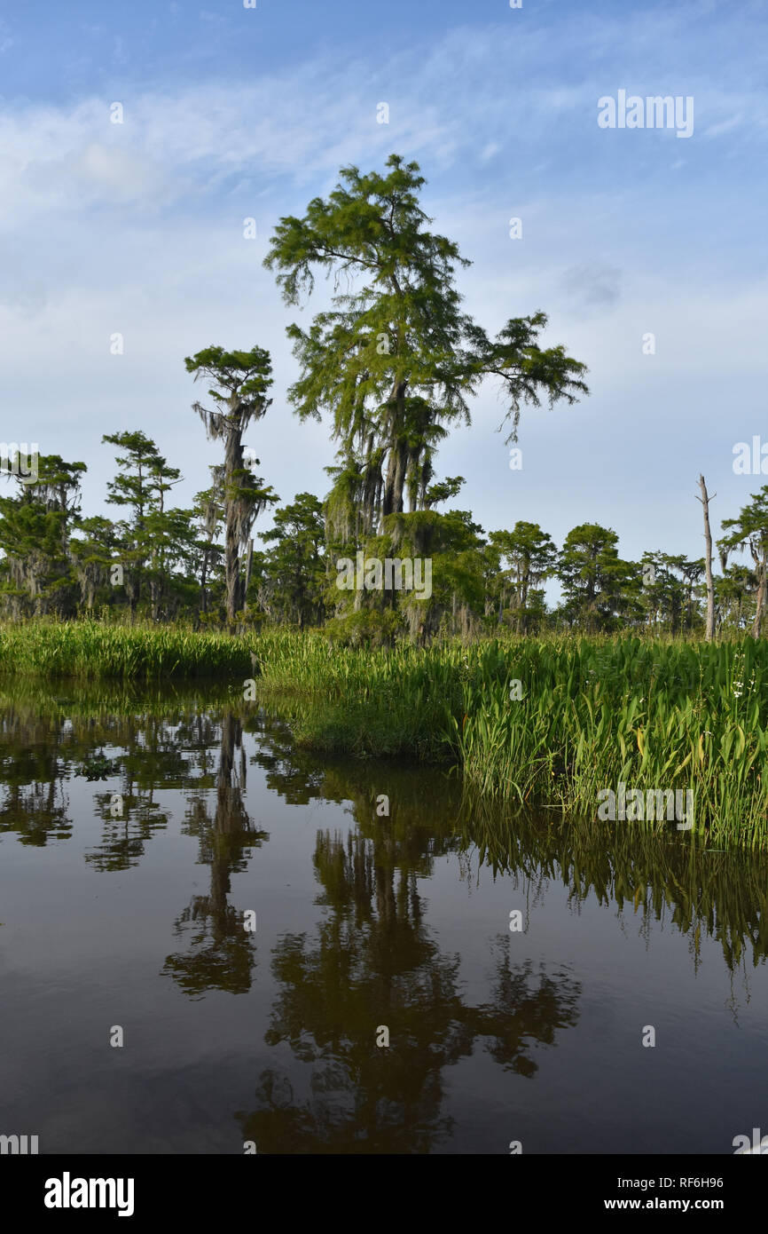 Beautiful trees in the bayou reflecting in the water Stock Photo - Alamy