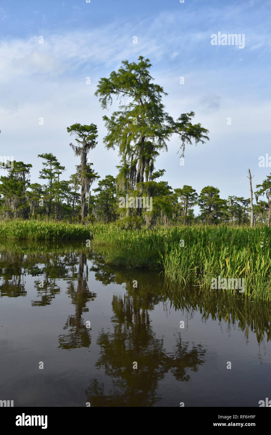 Bayou barataria cypress hi-res stock photography and images - Alamy
