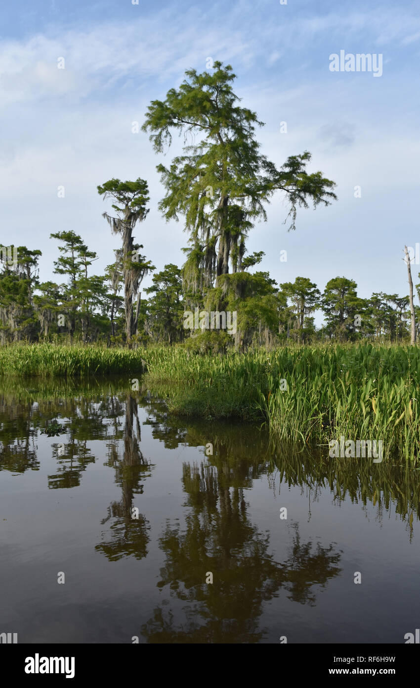 Barataria preserve wetlands hi-res stock photography and images - Alamy