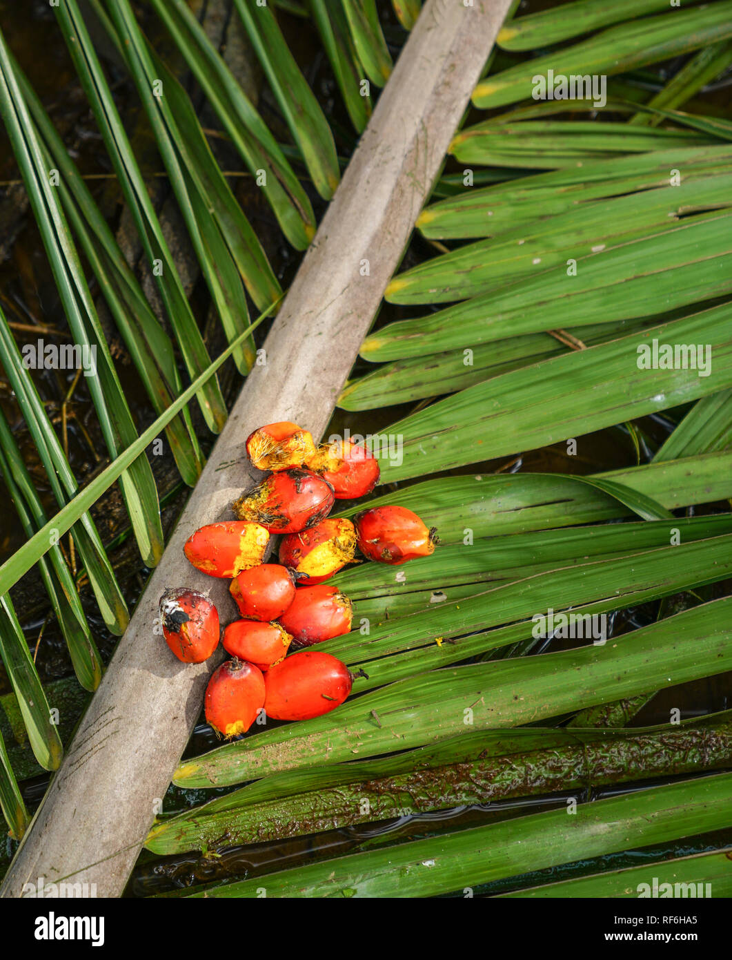 Fresh and ripe oil palm fruits Stock Photo - Alamy