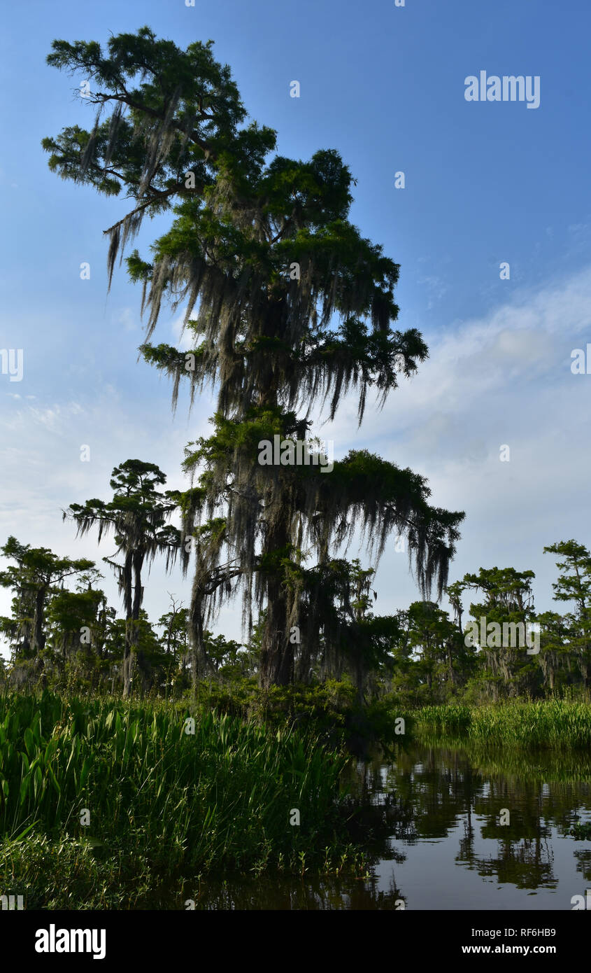Beautiful tree with spanish moss dangling from the branches on a ...