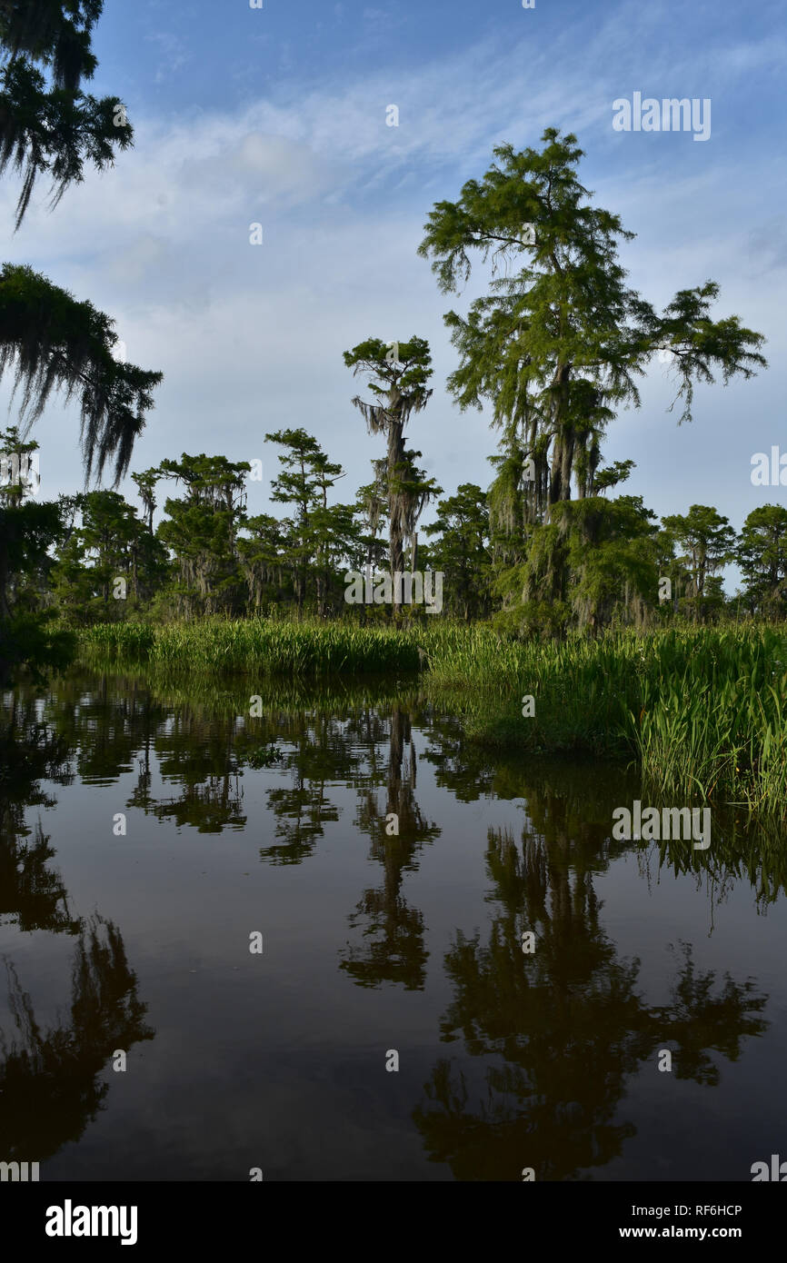 Very narrow waterway moving through the bayou with trees reflecting on ...