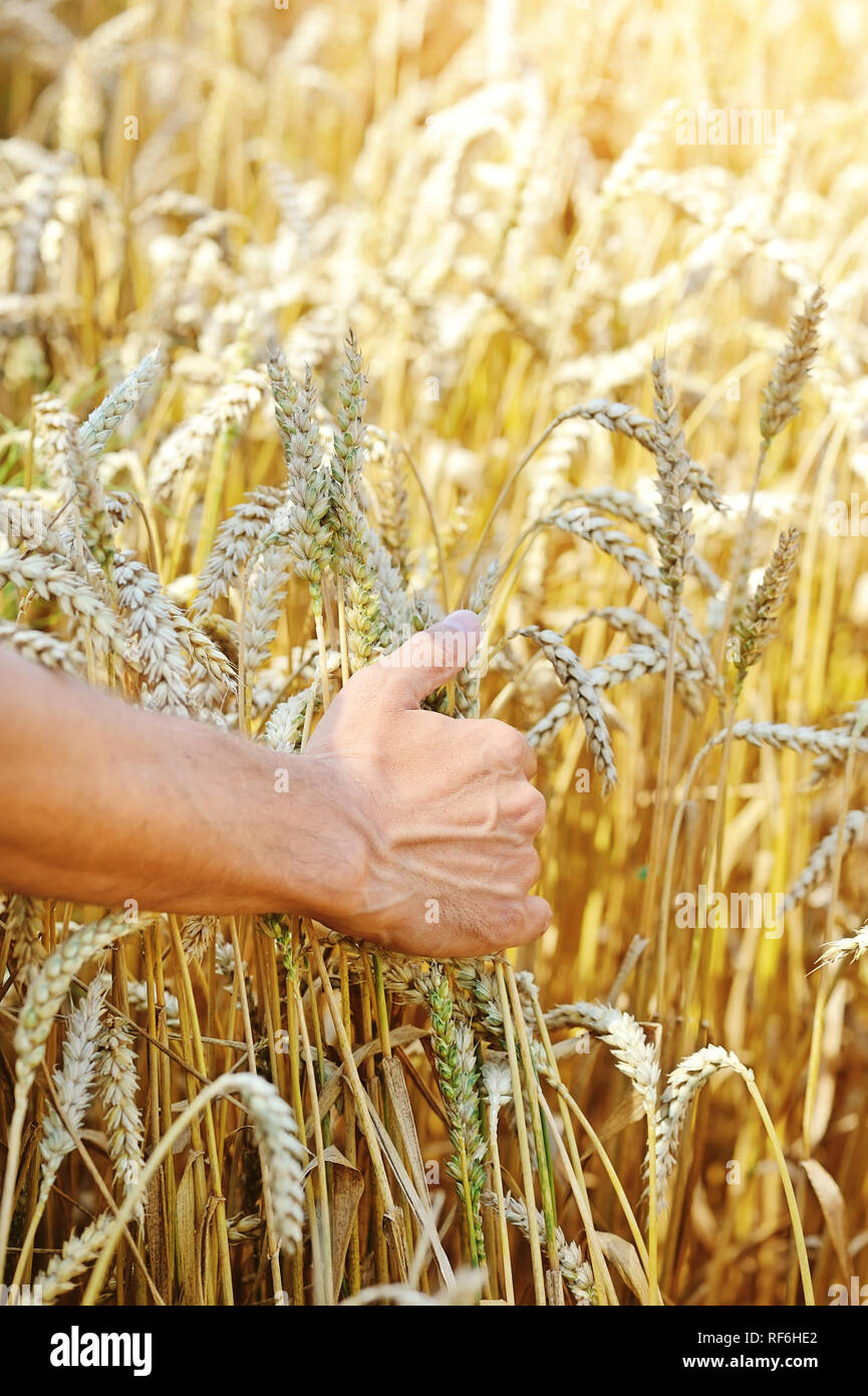 Farmer in field touching his wheat ears Stock Photo - Alamy