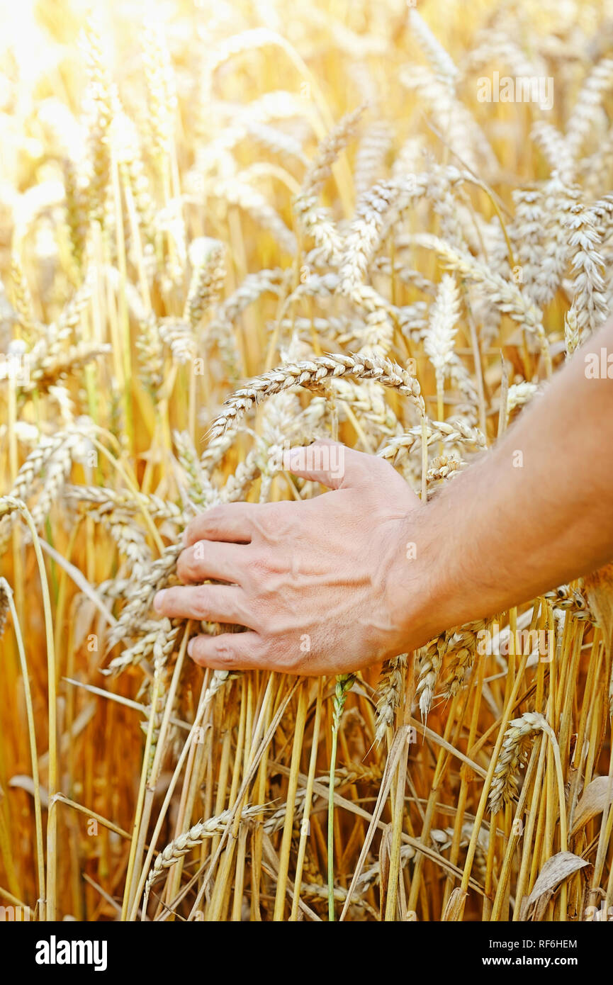 Farmer in field touching his wheat ears Stock Photo - Alamy