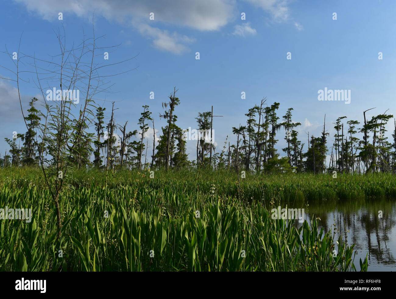 Trees in the swamp with marsh grass and Spanish moss Stock Photo - Alamy