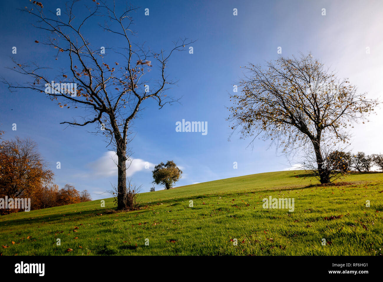 Hilltop Skyline Trees Stock Photo - Alamy