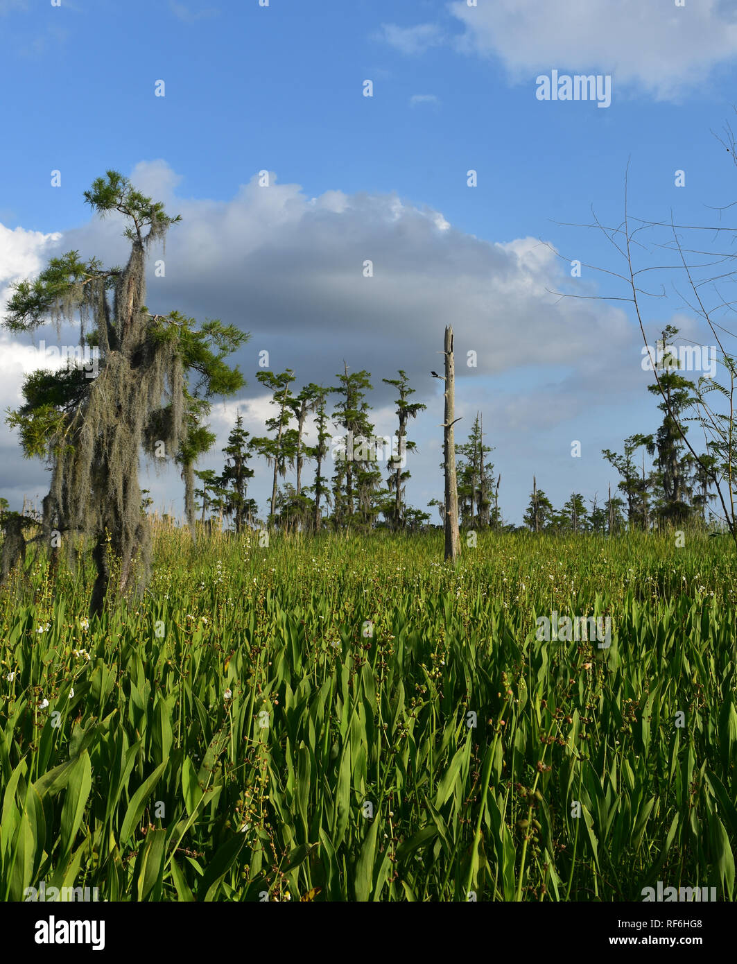 Marsh and wetlands with thick green marsh grass and fauna thriving ...