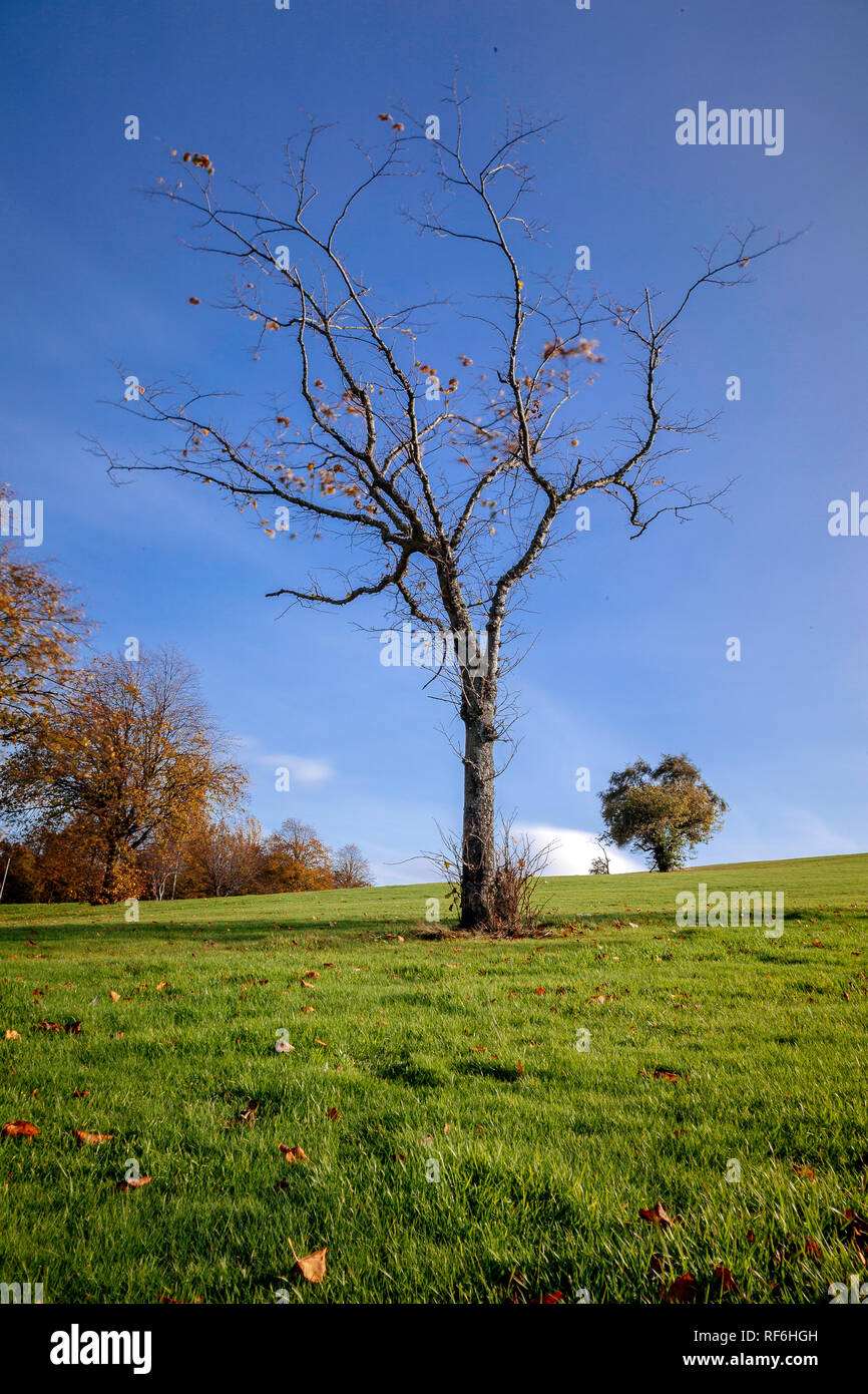 Hilltop Skyline Trees Stock Photo - Alamy