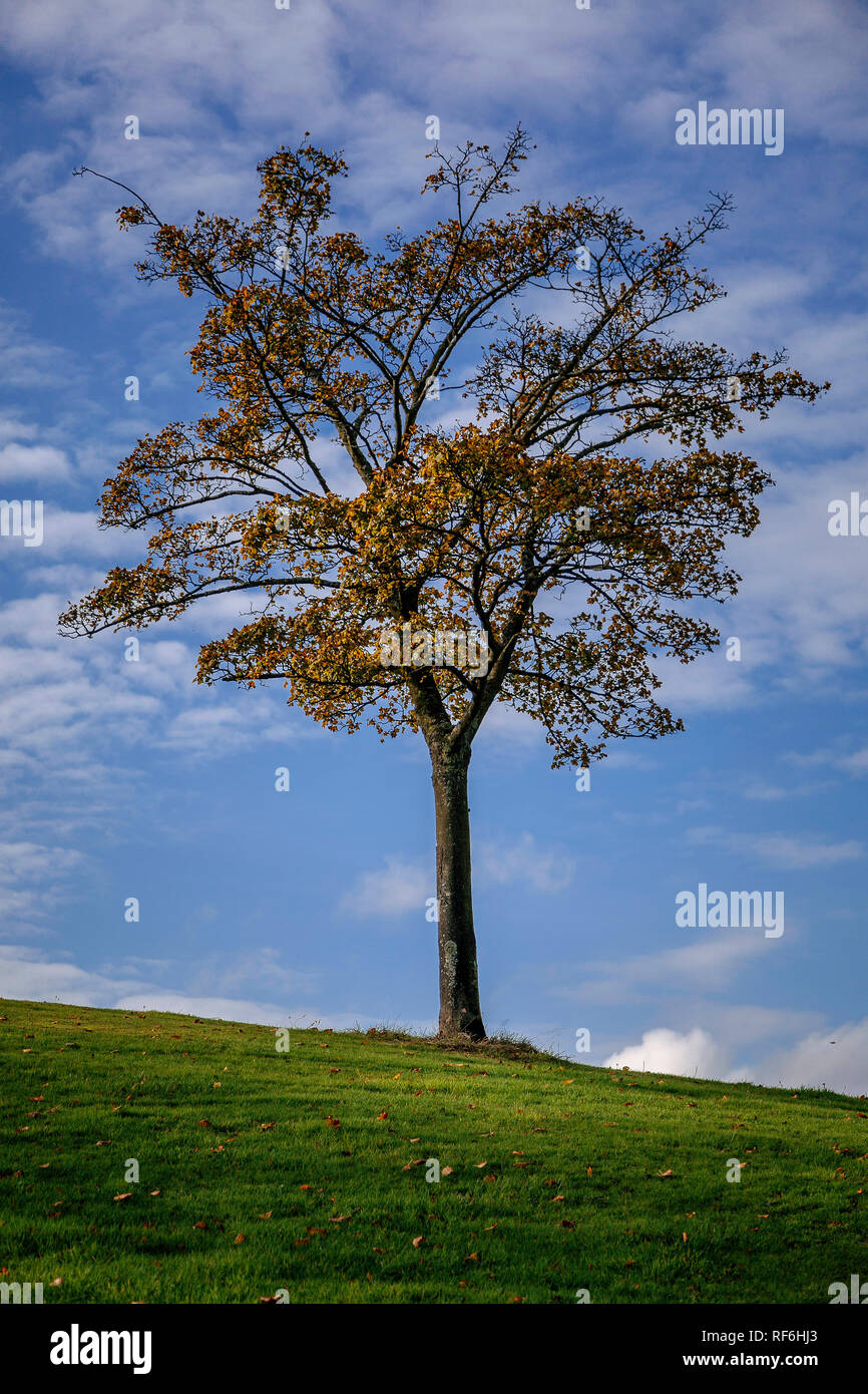 Hilltop Skyline Trees Stock Photo - Alamy