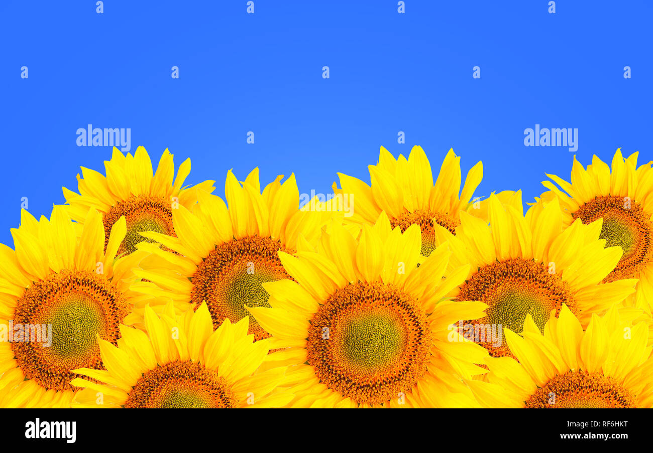 Sunflower background. Sunflower flowers over blue background Stock ...