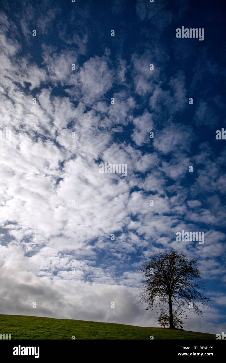 Hilltop Skyline Trees Stock Photo - Alamy