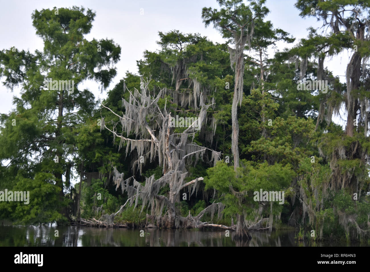 Tree covered in Spanish moss in the bayou of Southern Louisiana Stock ...