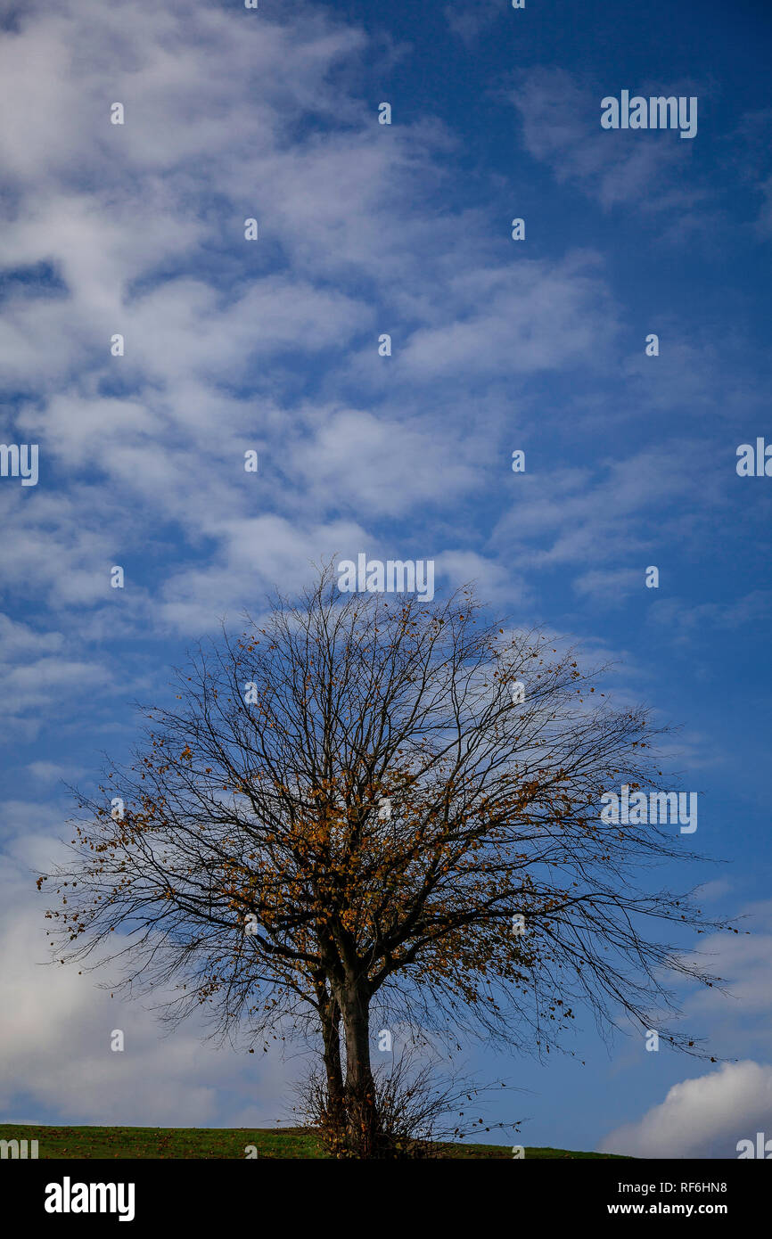 Paisley skyline hi-res stock photography and images - Alamy