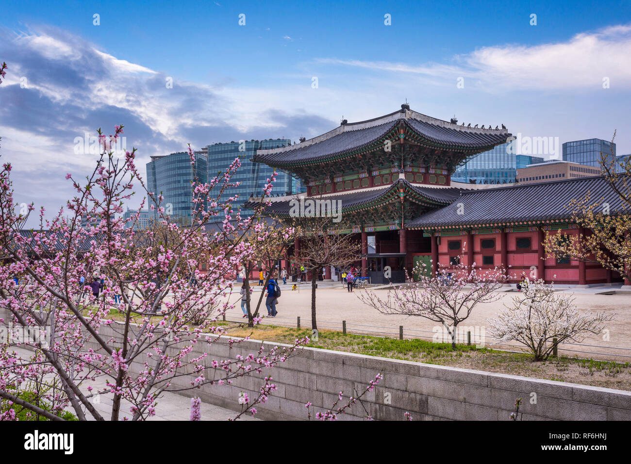 Gyeongbokgung Palace and cherry blossom in Spring, korea Stock Photo ...