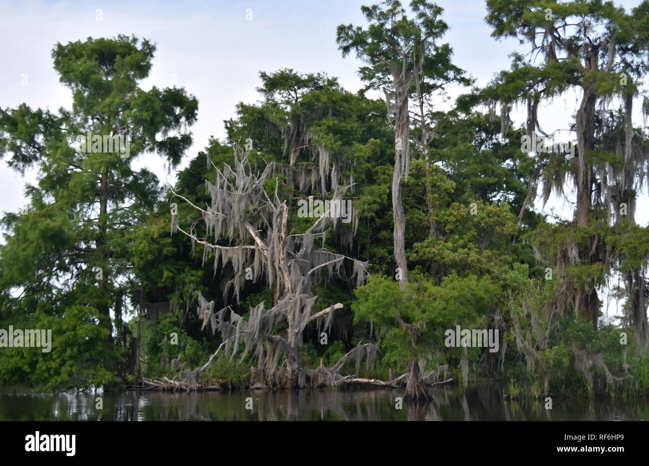 Spanish moss dripping from the branches of a dead marsh tree Stock ...