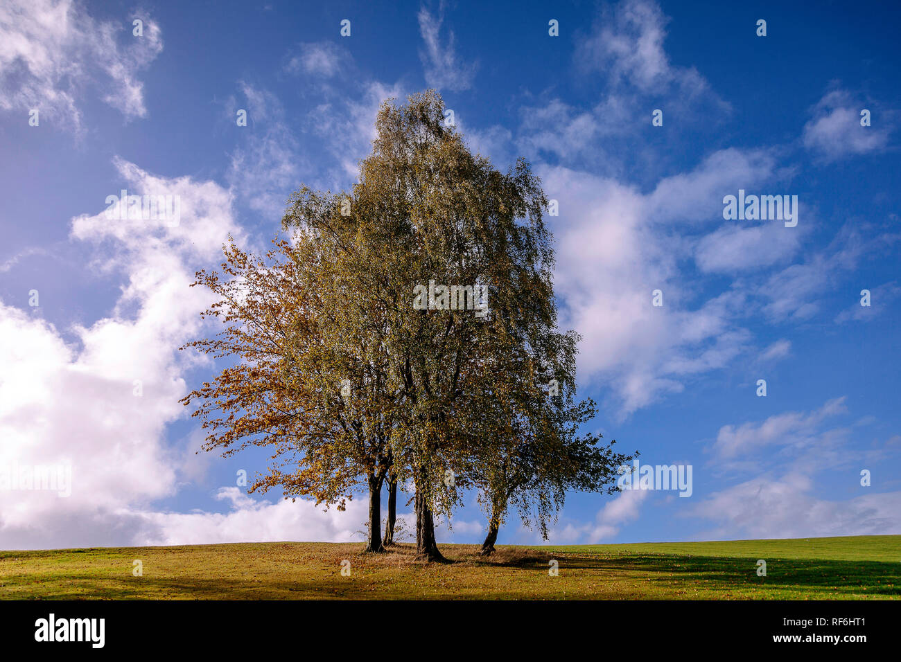 Hilltop Skyline Trees Stock Photo - Alamy