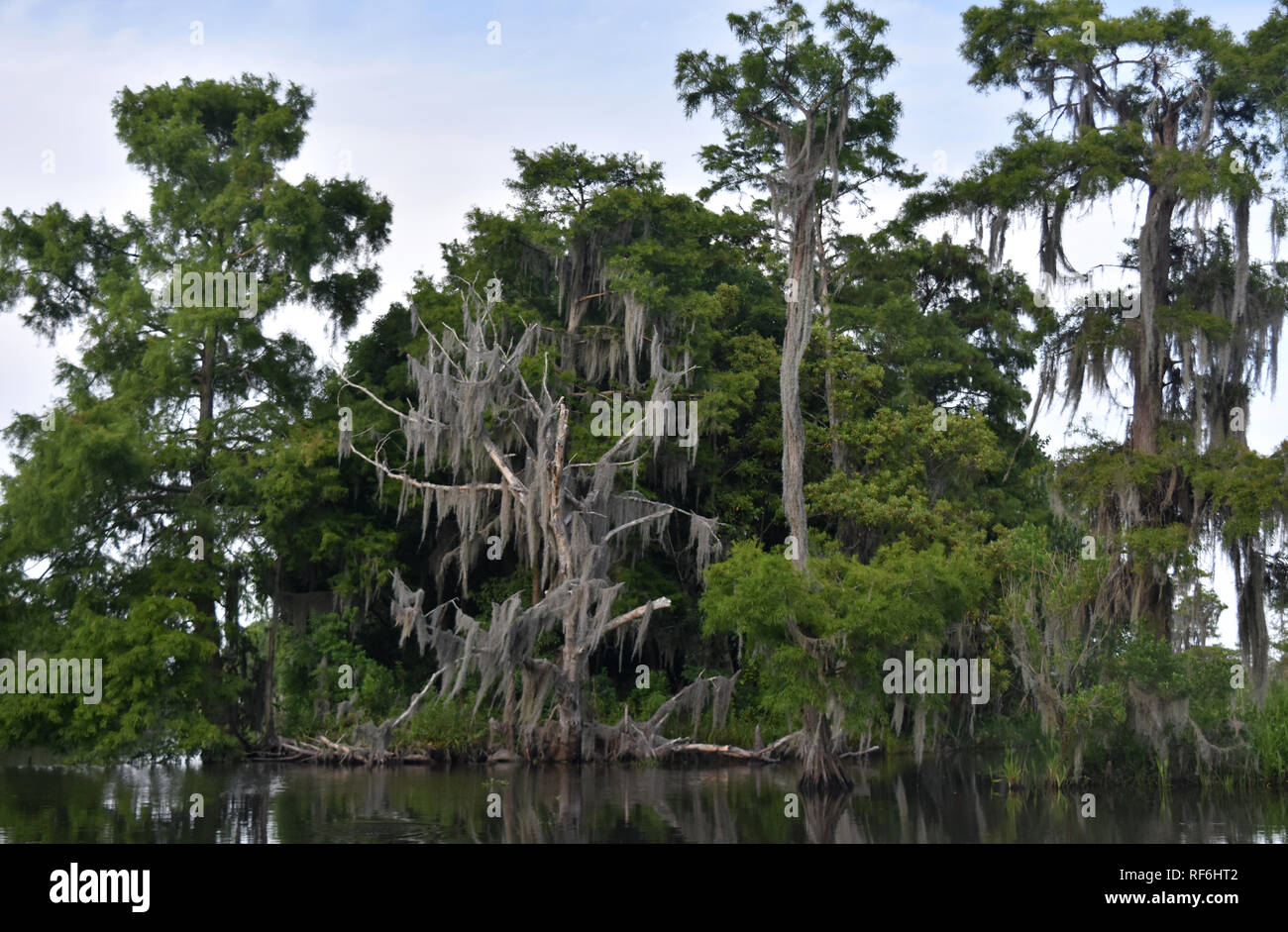 Louisiana bayou dead trees hi-res stock photography and images - Alamy